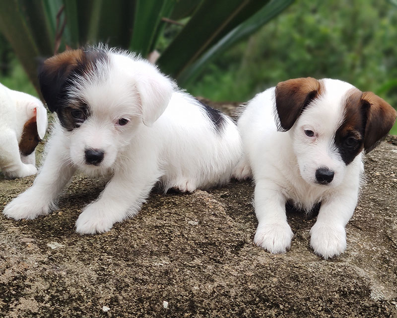 Filhotes de Bernese, Beagle, Spitz Alemão e Jack Russell SP - Página ...